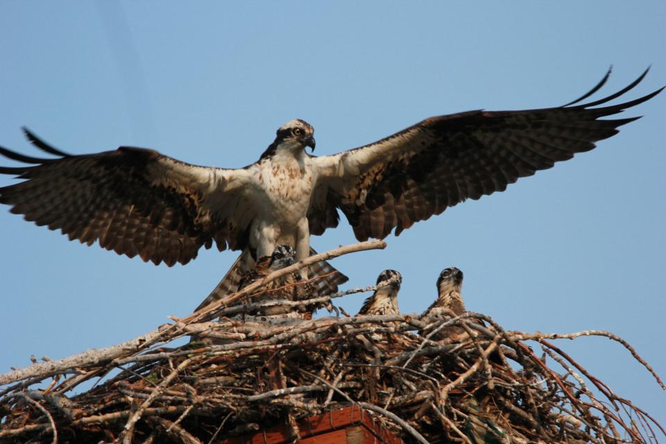 osprey family | Shutterbug